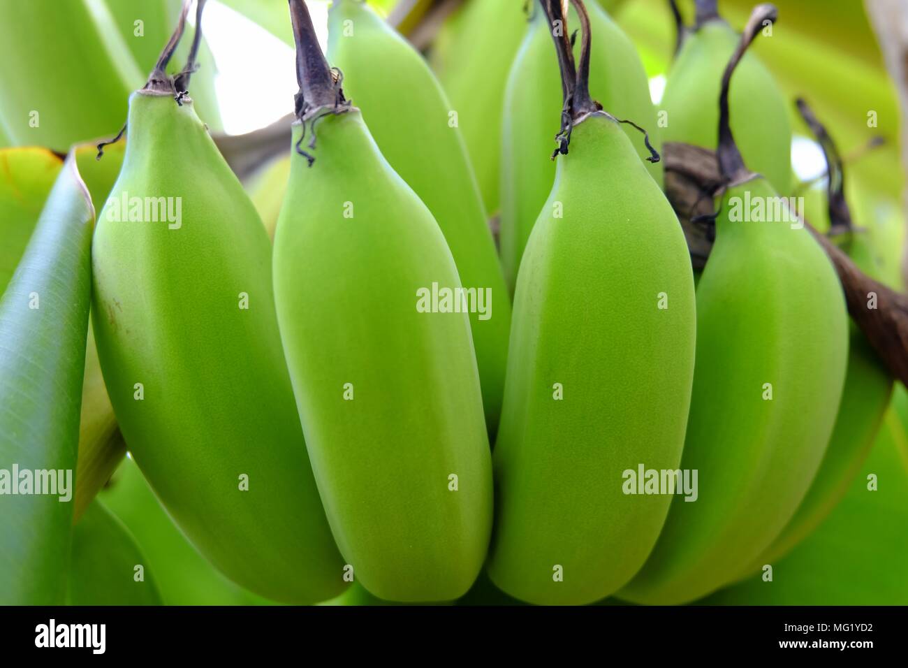 Unripe bananas in jungle close hi-res stock photography and images - Alamy