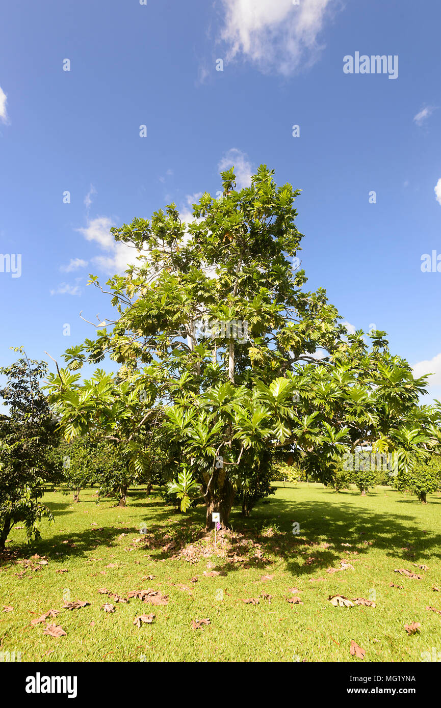 Breadfruit tree hi-res stock photography and images - Alamy