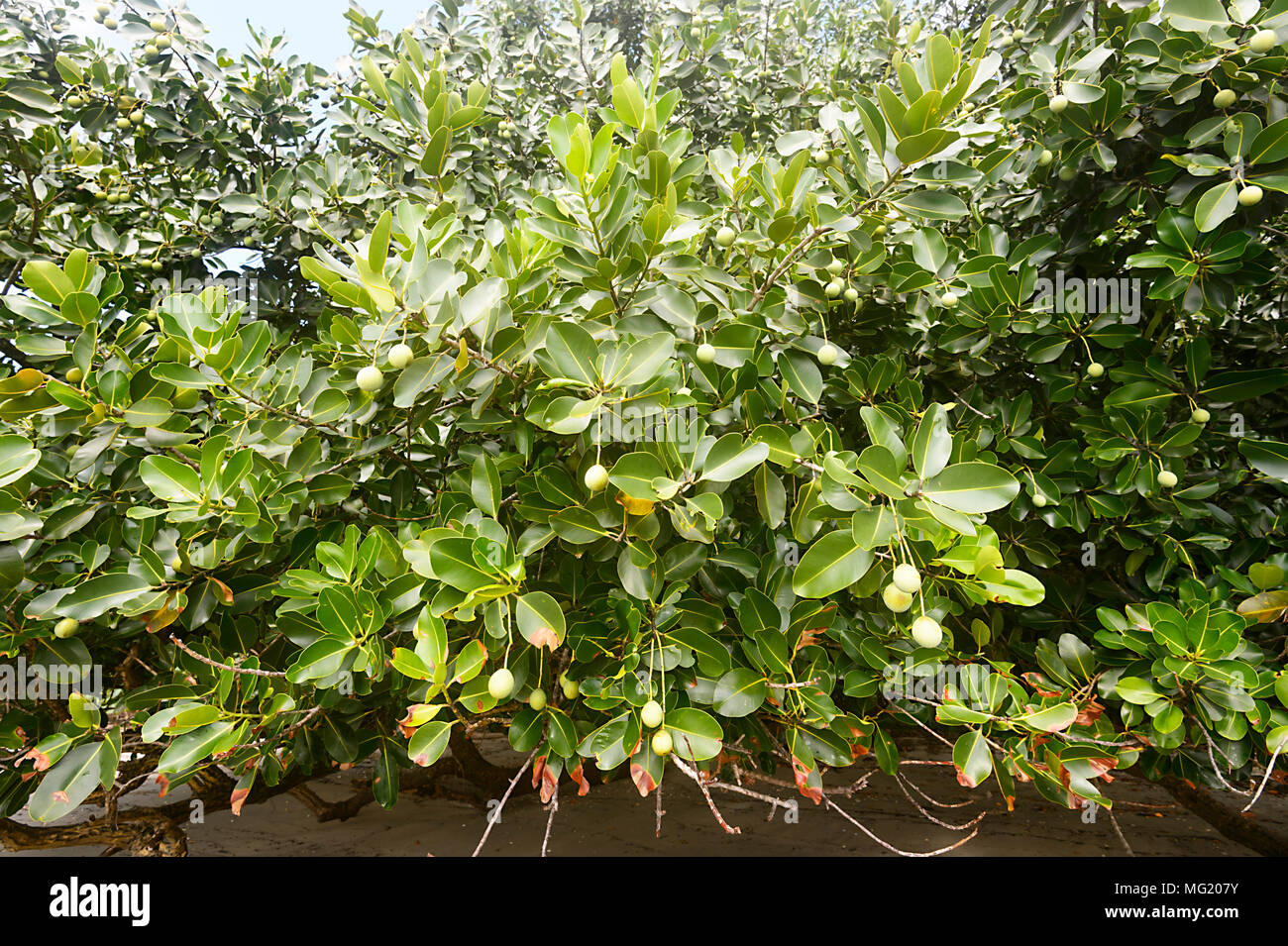 Calophyllum inophyllum tree growing at Cape Tribulation, Daintree ...