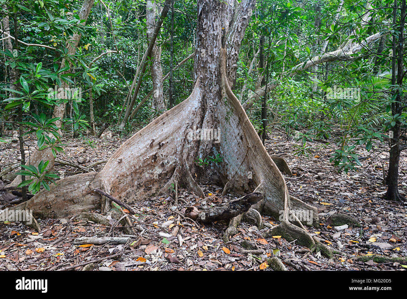 Rainforest buttress tree hi-res stock photography and images - Alamy