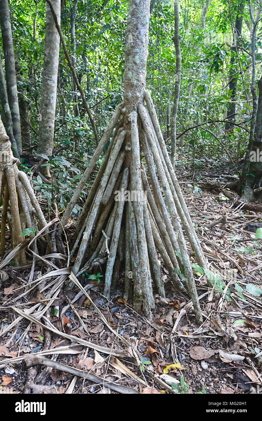Aerial roots of a mangrove tree in the rainforest, Cape Tribulation ...