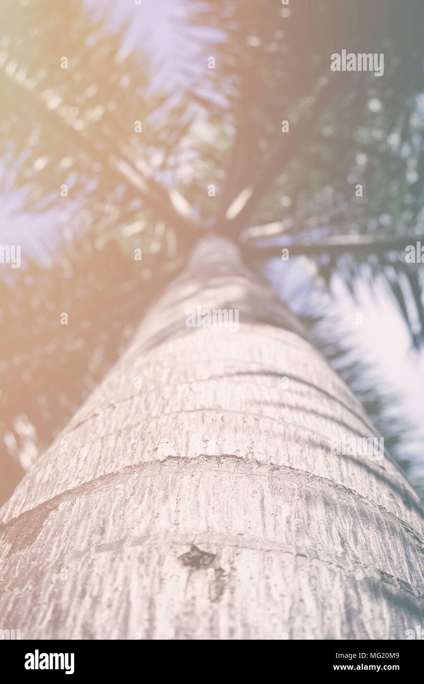 Close up Coconut Tree in Summer Style Stock Photo - Alamy