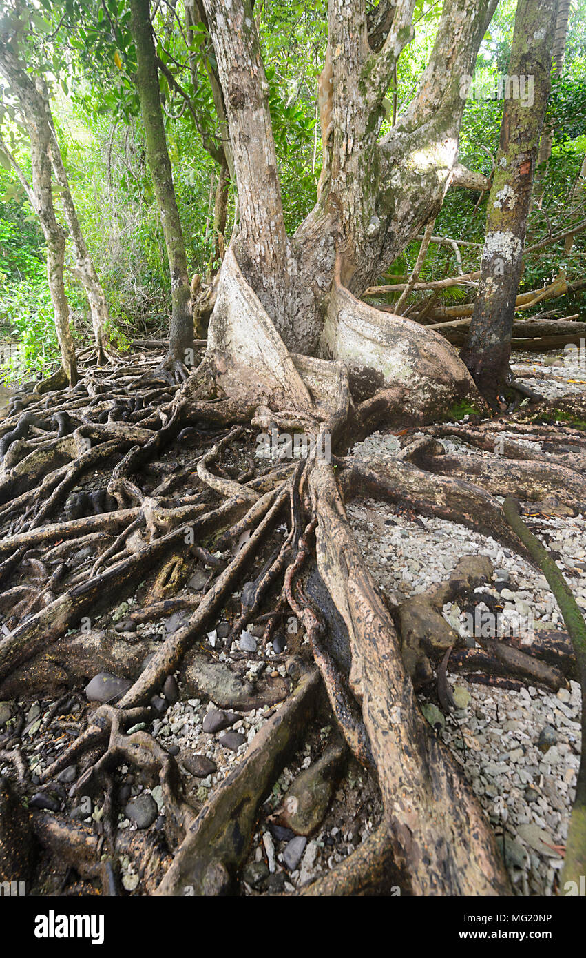 Rainforest buttress tree hi-res stock photography and images - Alamy
