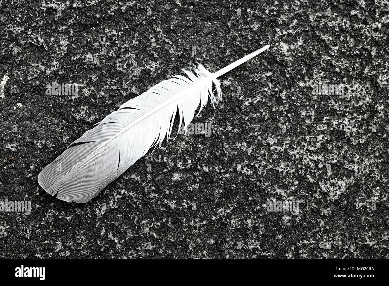 Feather on Concrete Ground Stock Photo - Alamy