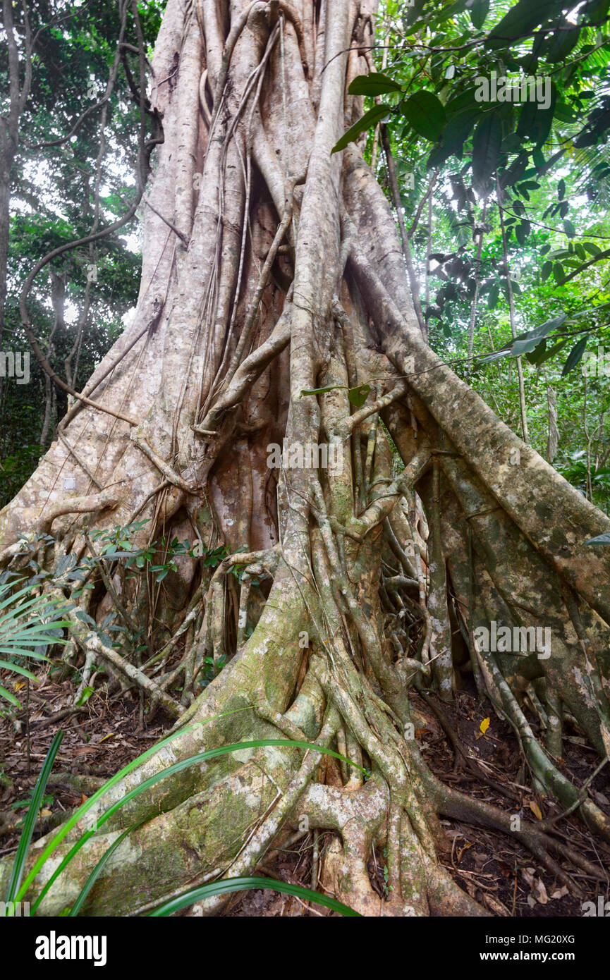 Tangled Tree Roots Stock Photos & Tangled Tree Roots Stock Images - Alamy
