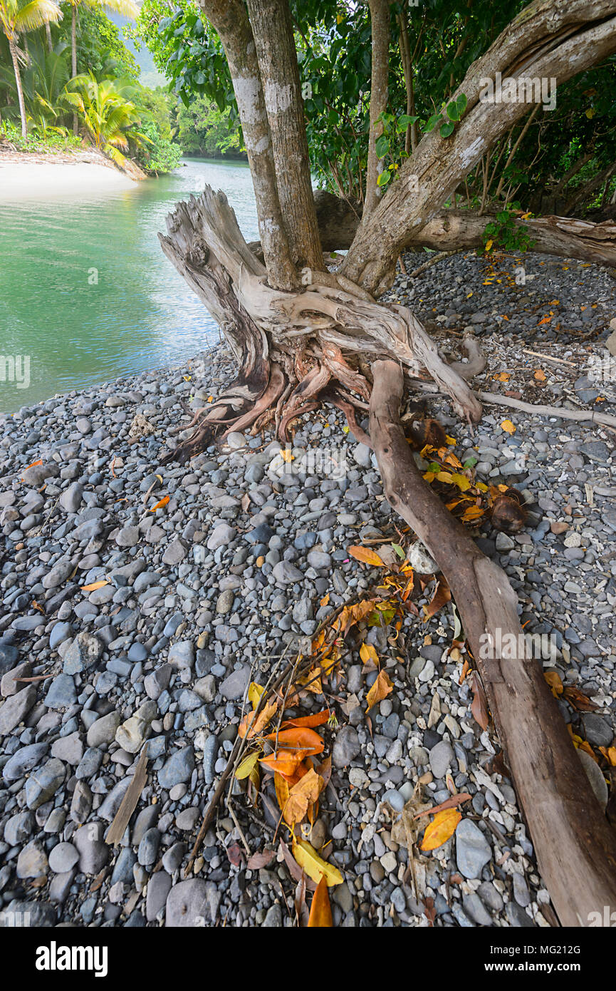 Tree roots at riverbank hi-res stock photography and images - Alamy