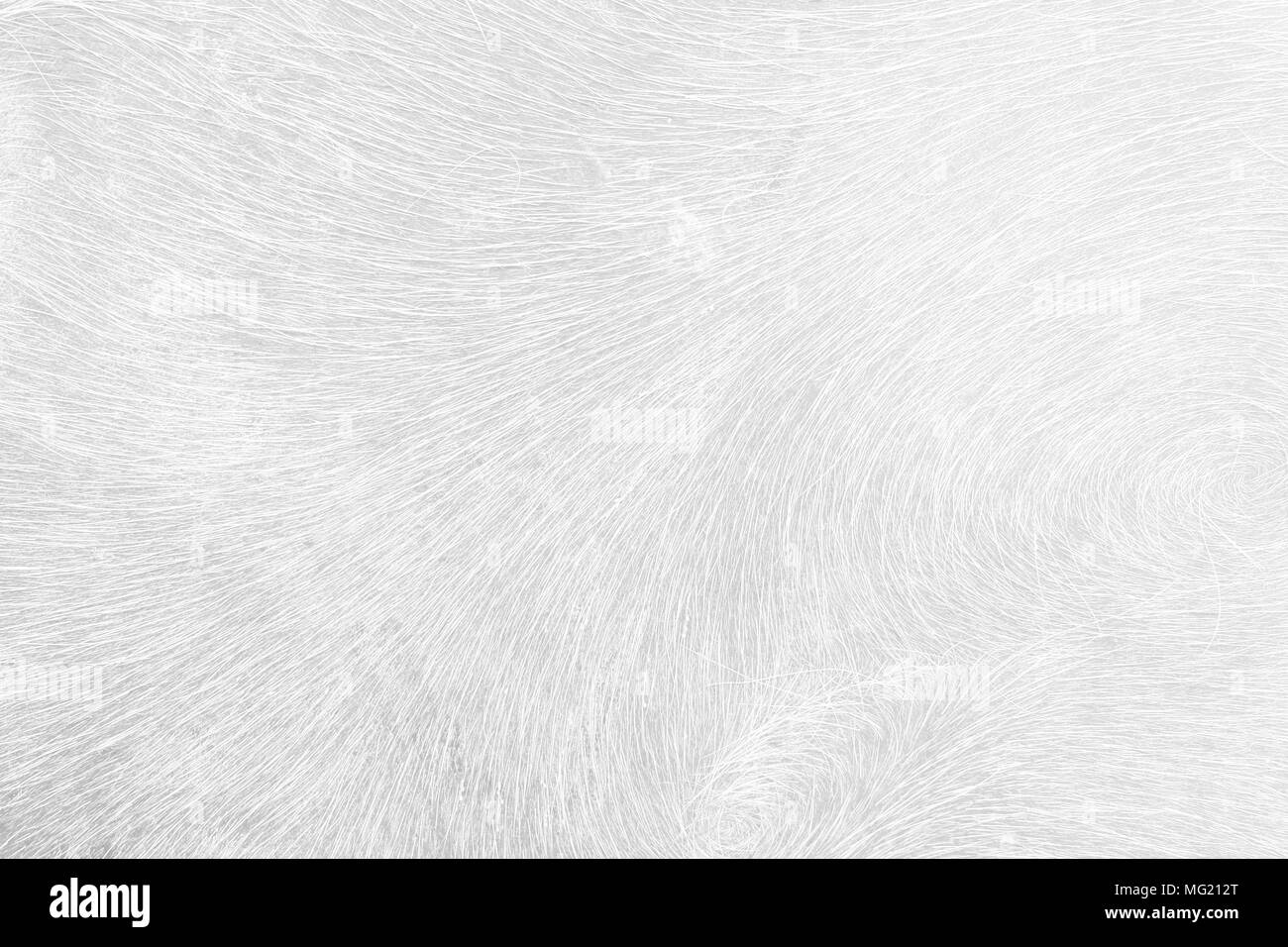 White Buffalo Skin Background Stock Photo - Alamy