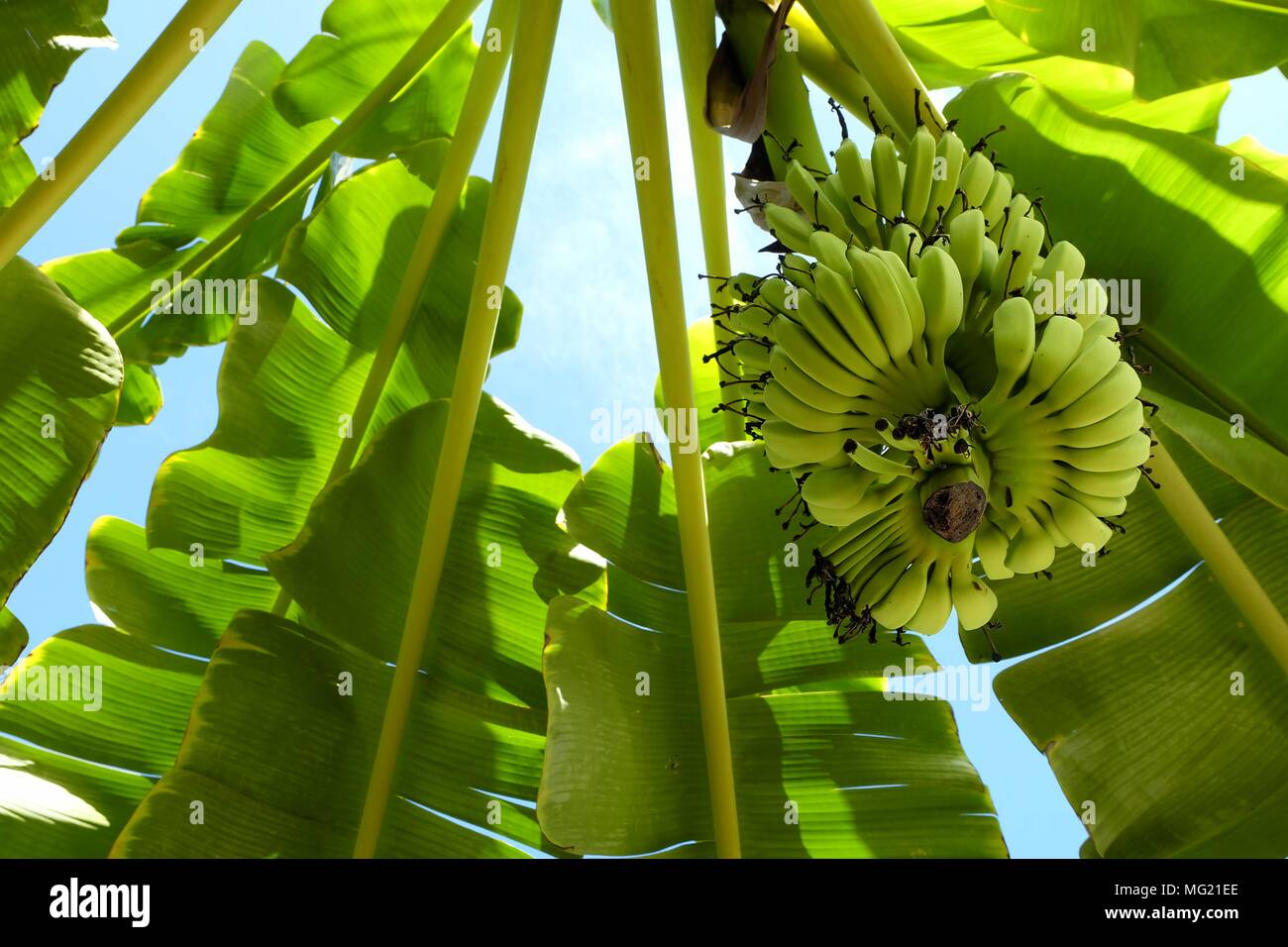 Low Angle View Of Banana Tree Stock Photo - Alamy