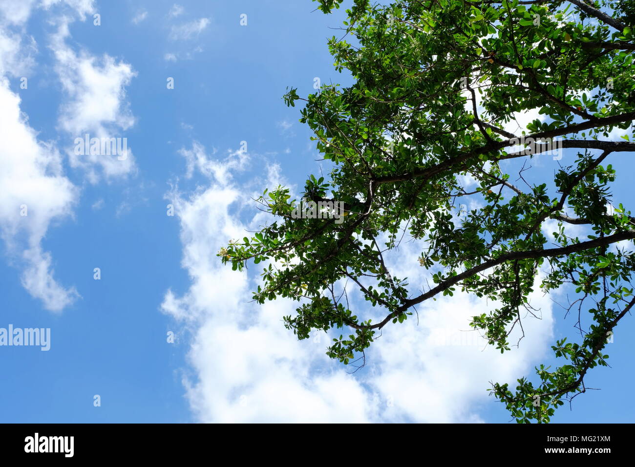 Blue Sky with Leaves Background Stock Photo - Alamy