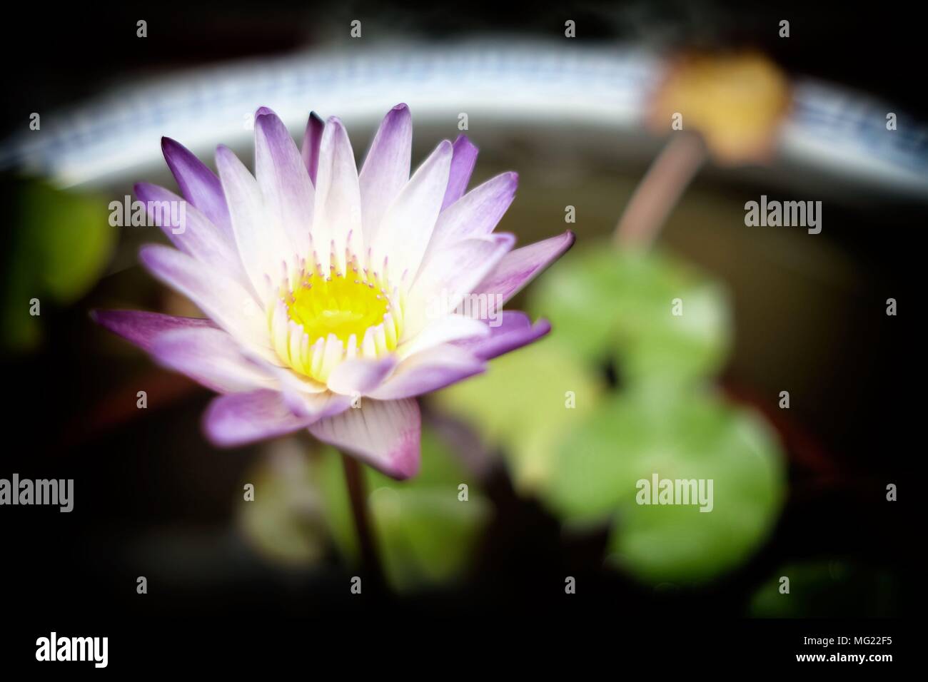 Beautiful Lotus Background Stock Photo - Alamy