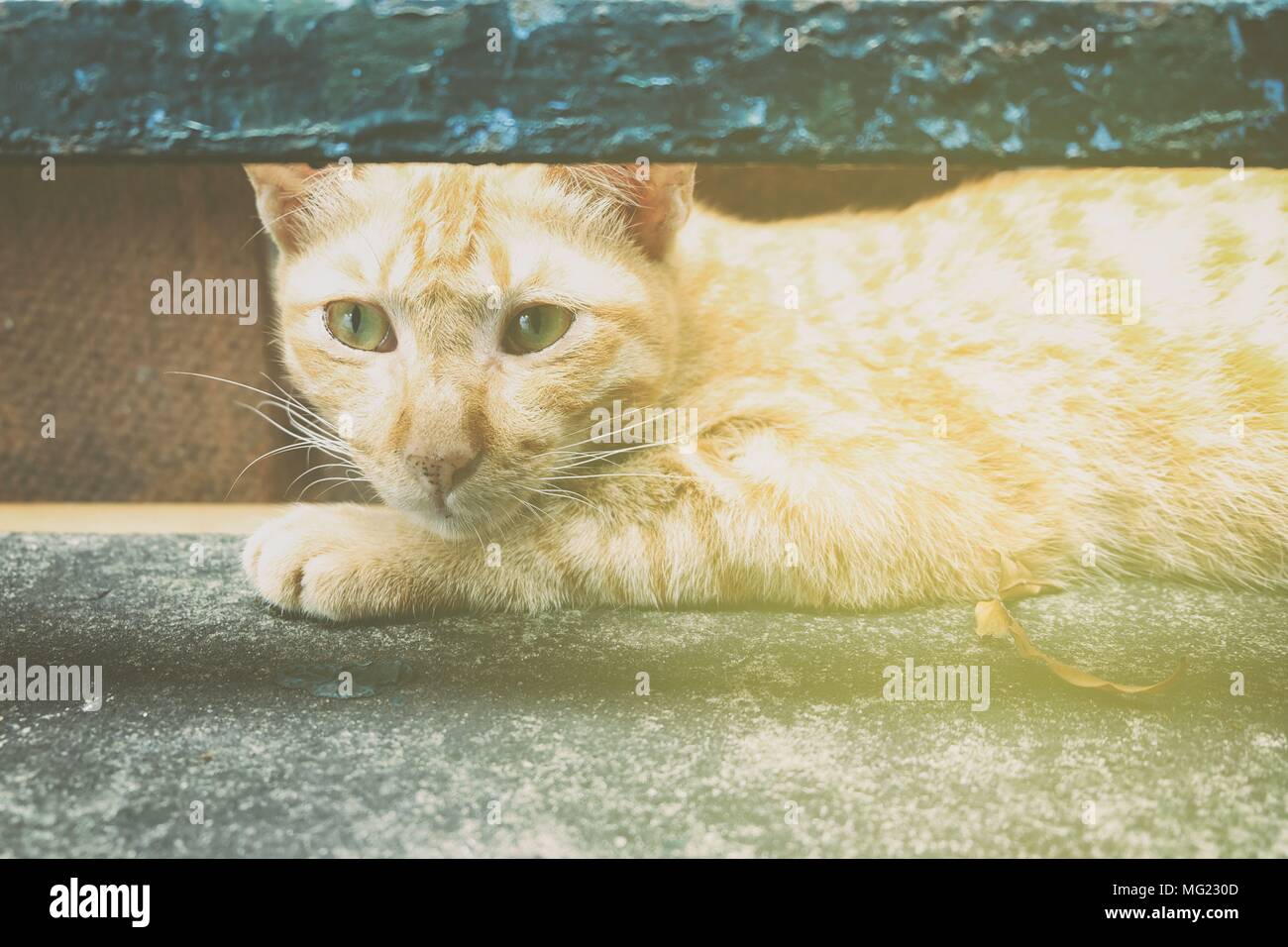 Ginger Cat with Light Leak Stock Photo - Alamy