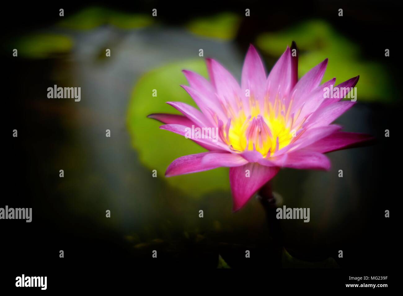 Beautiful Lotus Background Stock Photo - Alamy
