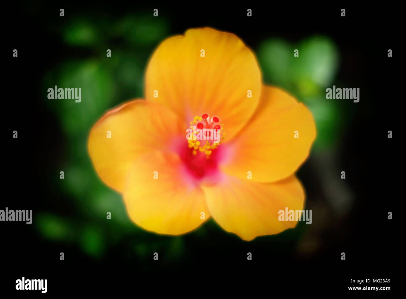 Close up Pollen of Yellow Chinese Rose Stock Photo - Alamy