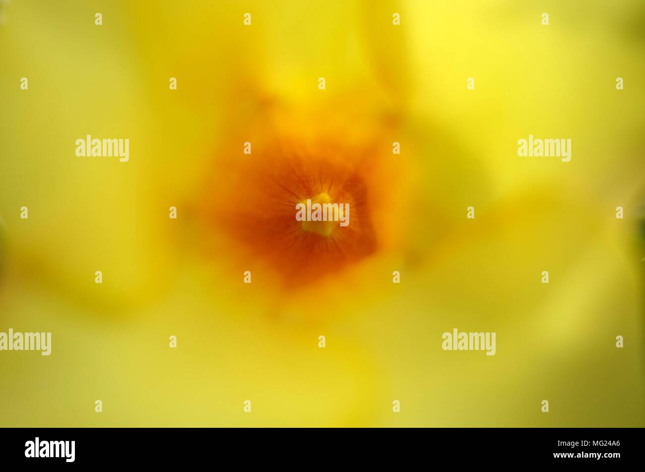 Close up Pollen of Yellow Flower Stock Photo - Alamy