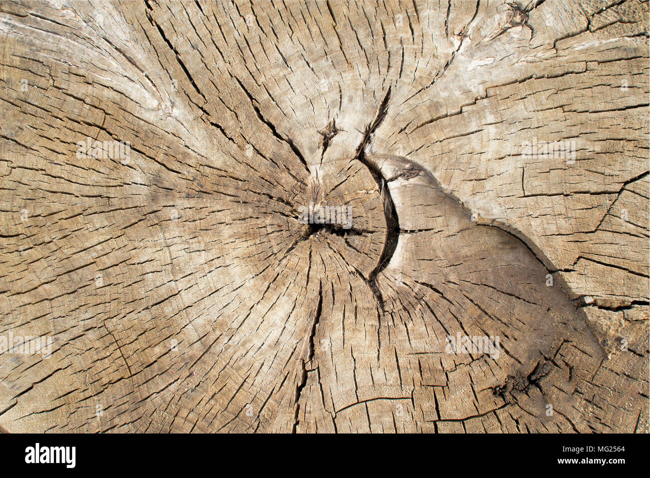 Slice from tree. Tree trunk texture. Wood texture Stock Photo - Alamy