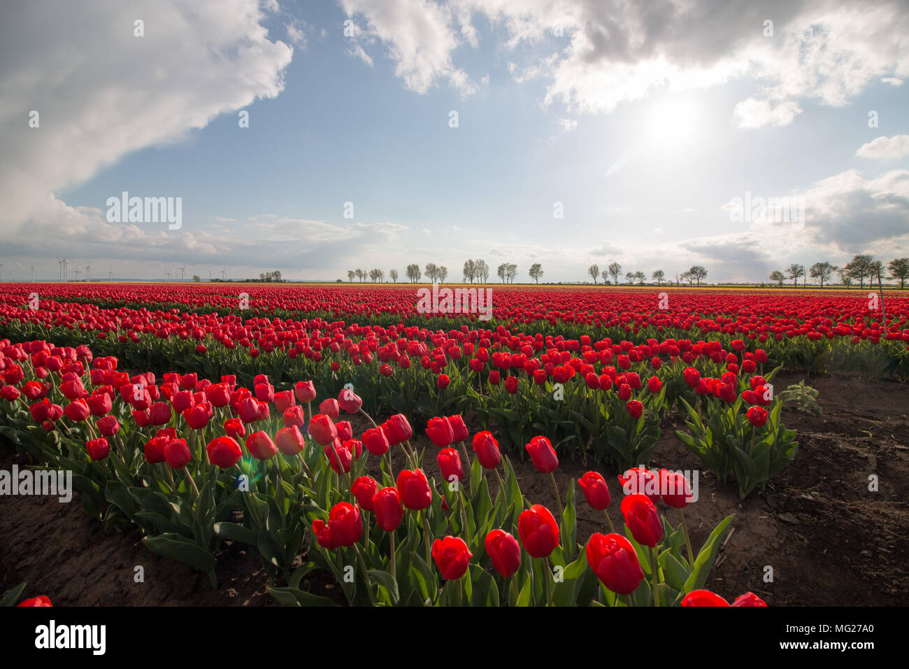 Red tulip field in beautiful landscape with trees at the edge of the ...