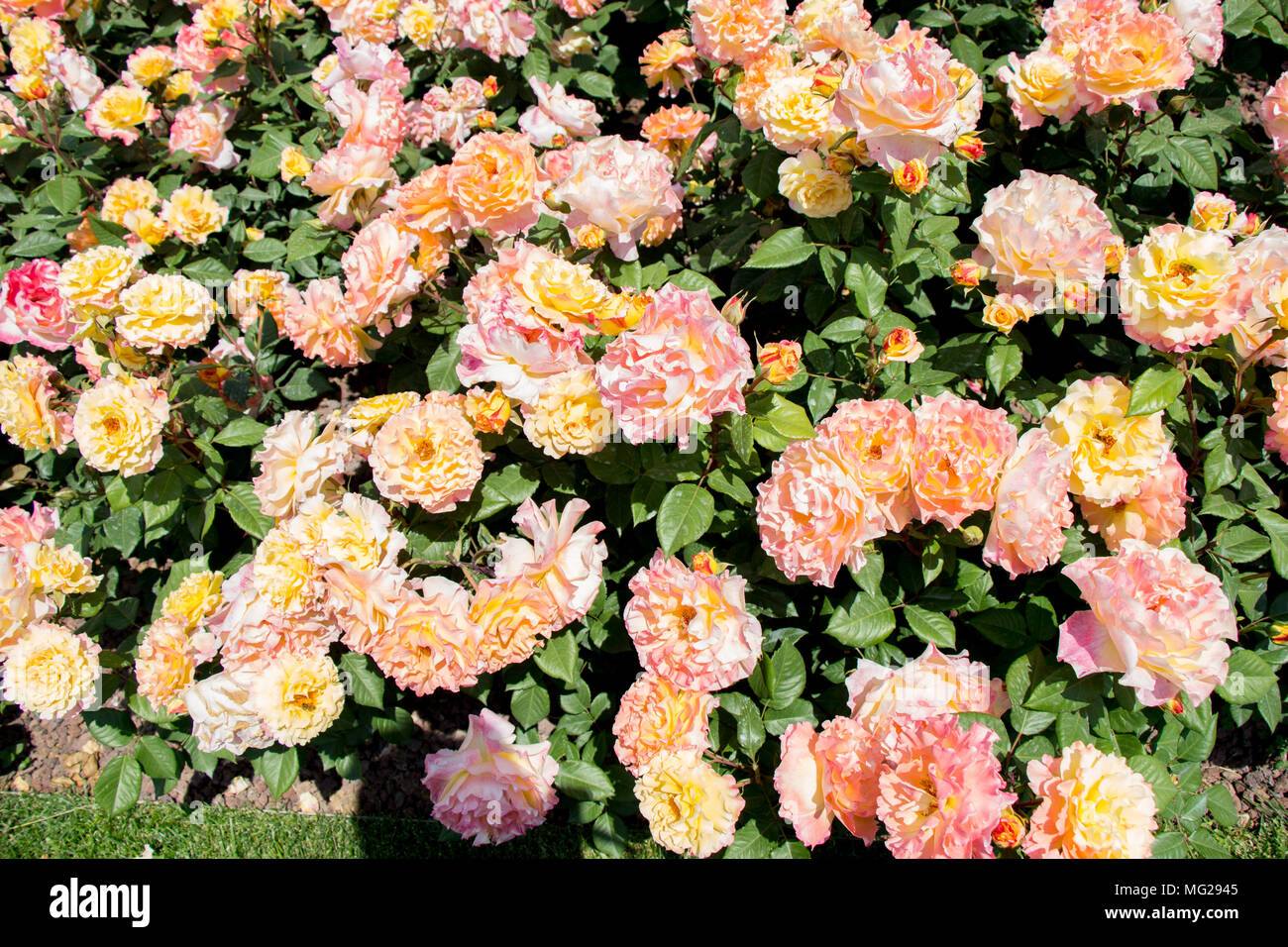 Blooming beautiful colorful roses in the garden background Stock Photo ...