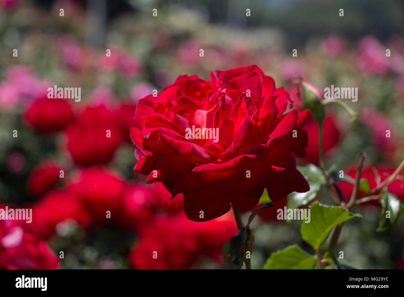 Rose garden full of beautiful fresh roses Stock Photo - Alamy