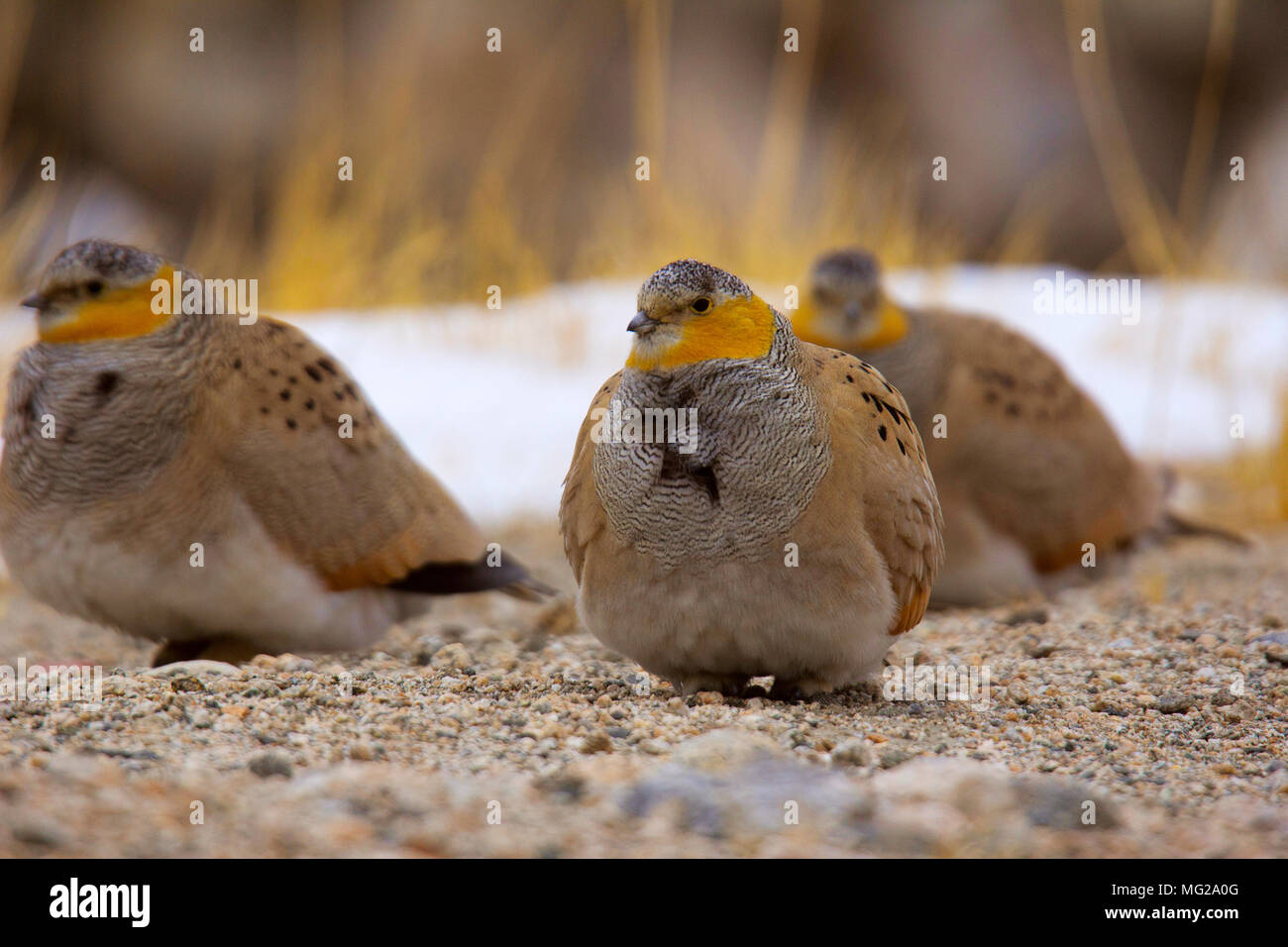 Tibetan birds hi-res stock photography and images - Alamy