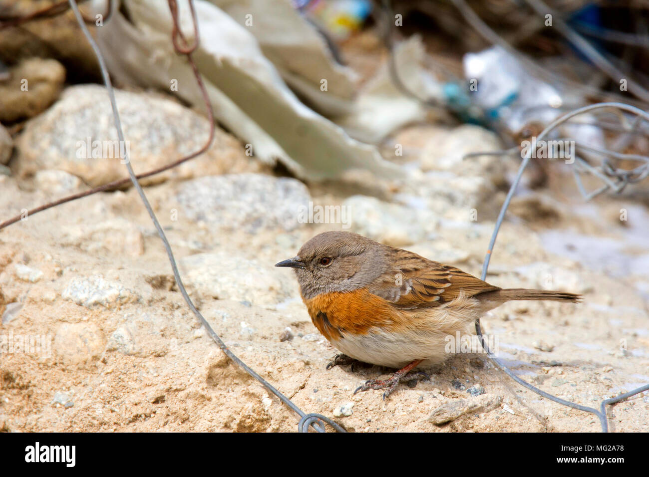 Robin Accentor, Prunella rubeculoides, Hanle, Jammu and Kashmir Stock ...