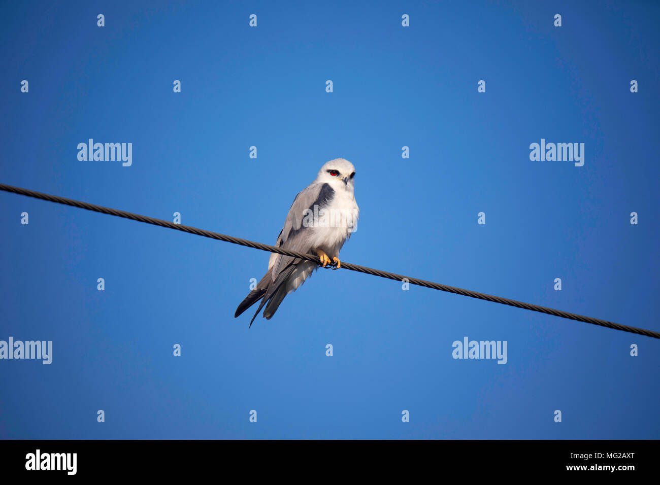 Black shouldered Kite, Elanus axillaris, Little Rann of Kutch, Gujarat ...