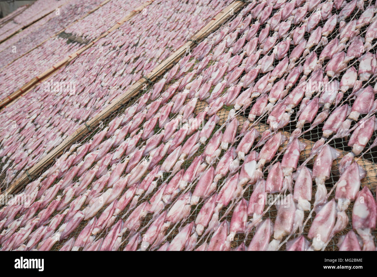 Dried squid farm on net , wide shot Stock Photo - Alamy