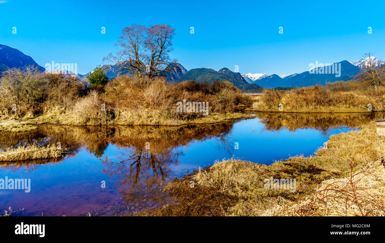 Reflections of trees and Coast Mountains in the waters of Pitt ...