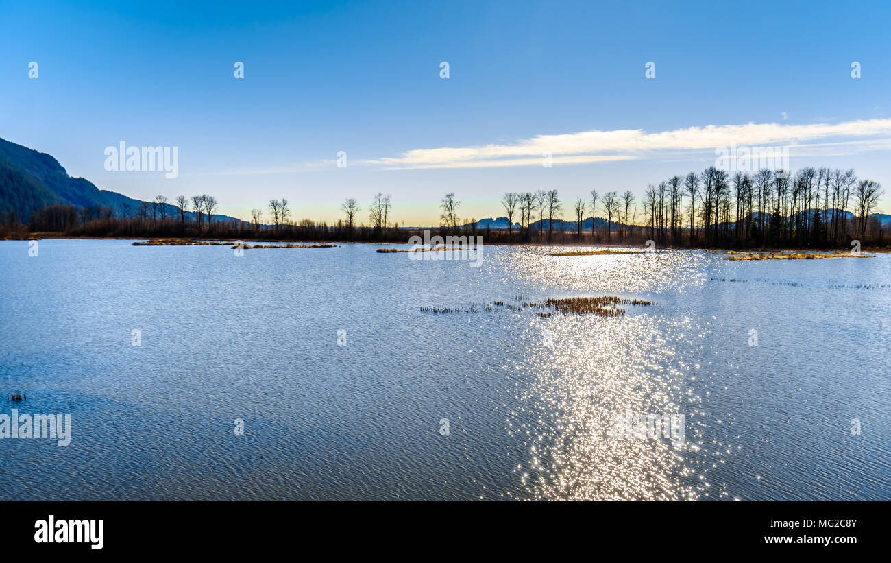 Pitt island hi-res stock photography and images - Alamy