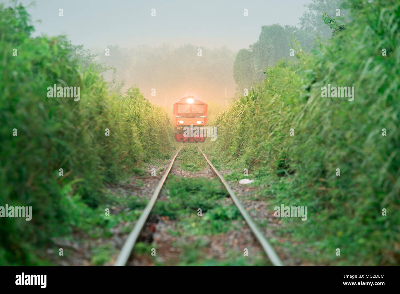 Old railroad tracks with tree wall green around railway during raining ...
