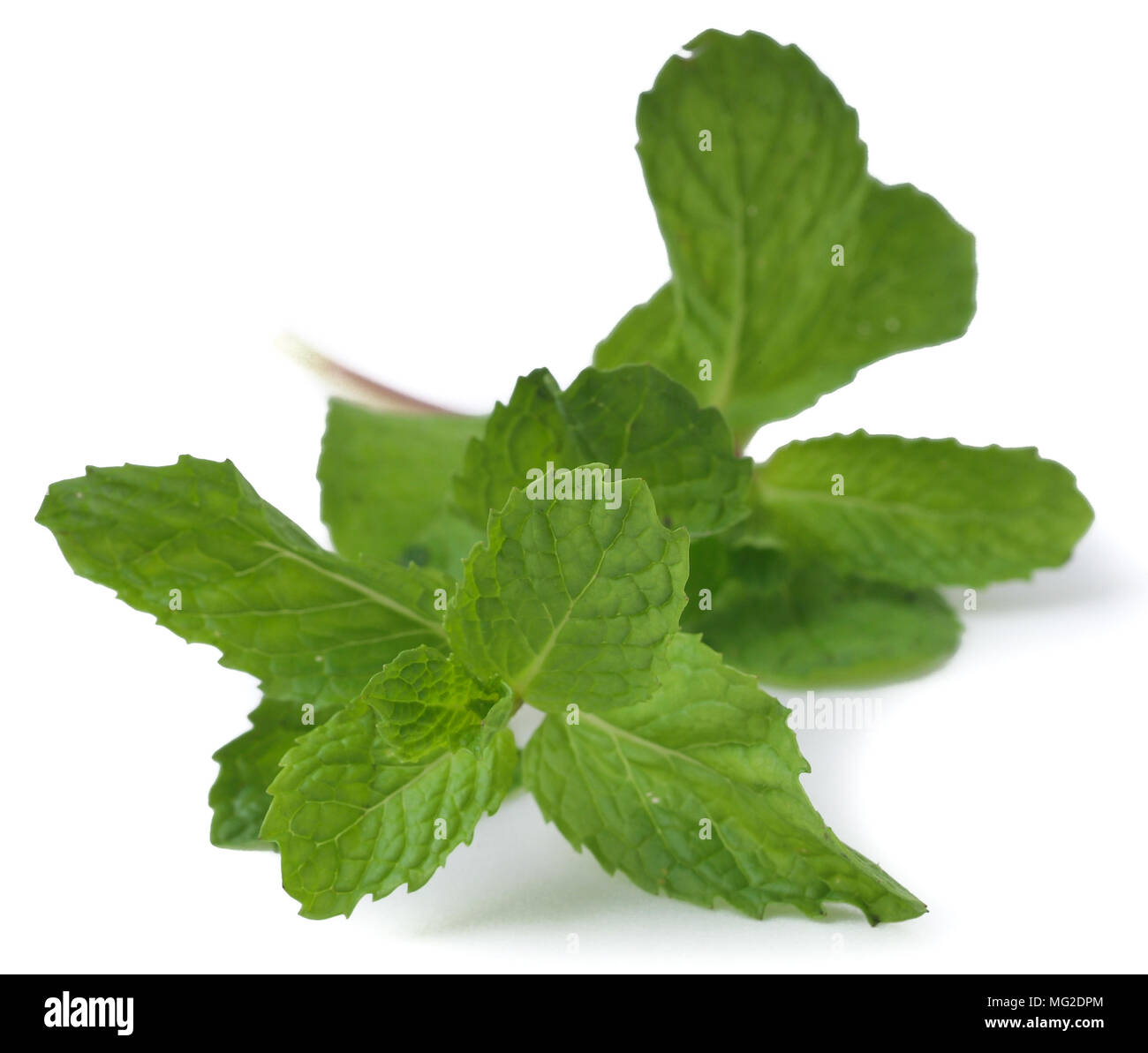 Mint leaves. green mint leaves blooming Stock Photo - Alamy