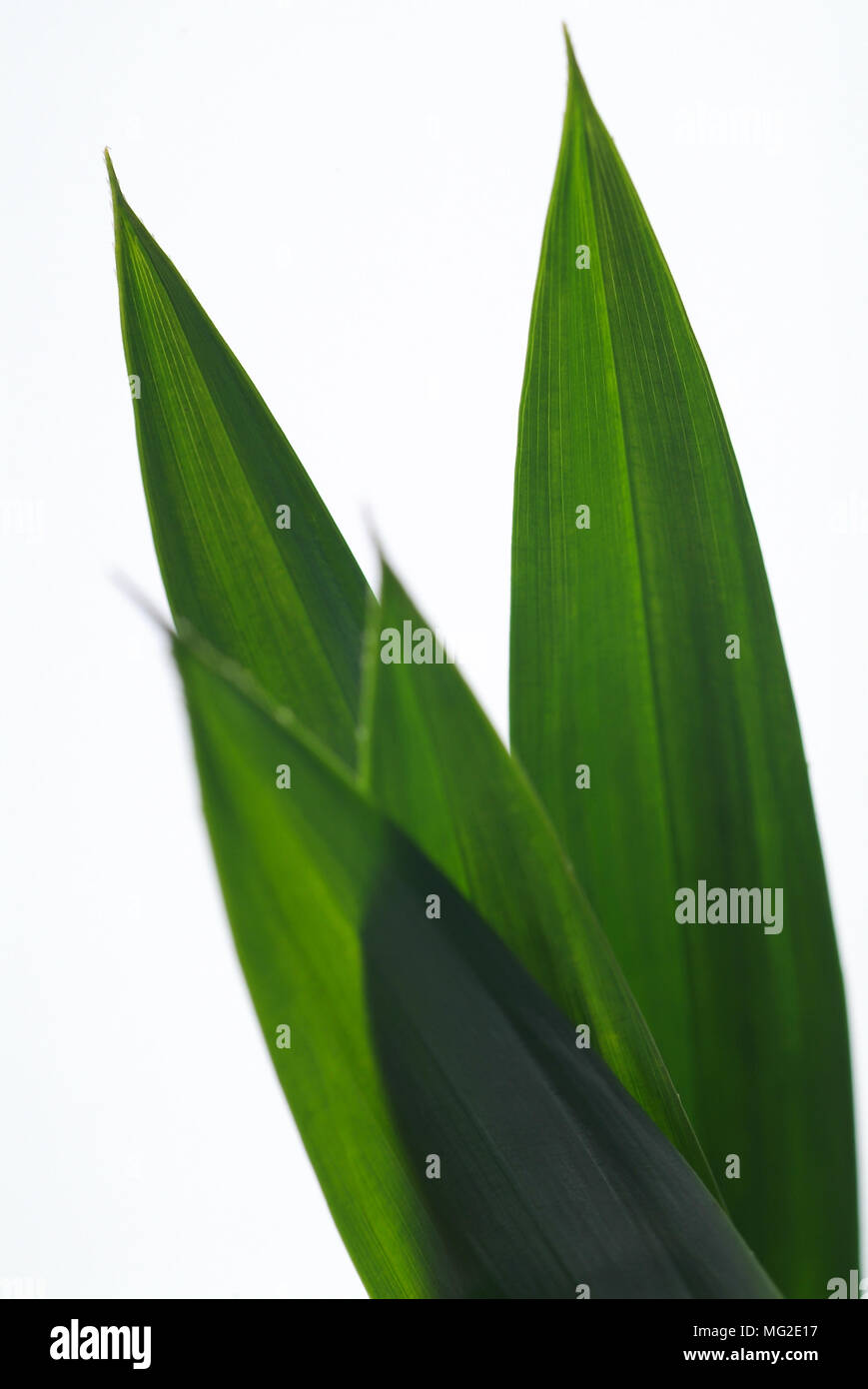 Pandan leaves. Fresh Pandan leaves on white background Stock Photo - Alamy