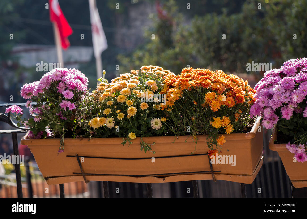 Beautiful colorful natural spring flowers in flower pot Stock Photo - Alamy