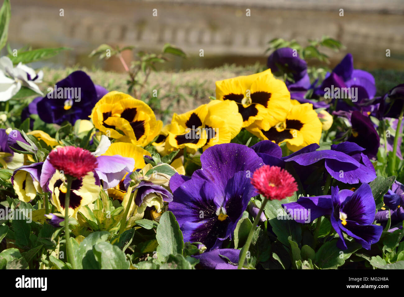 Kashmir poppy hi-res stock photography and images - Alamy