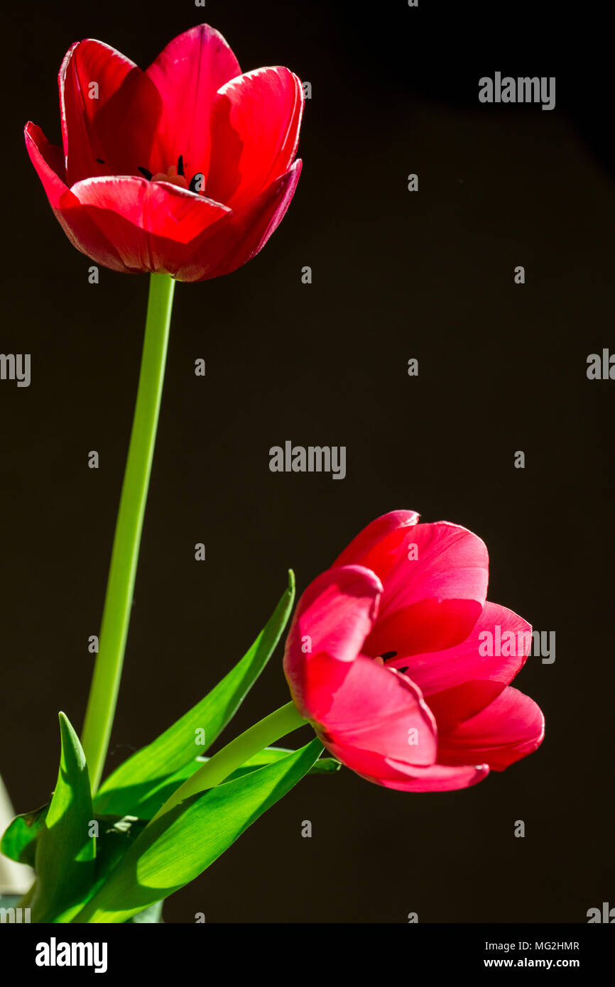Red Tulip Flower Close up Stock Photo - Alamy