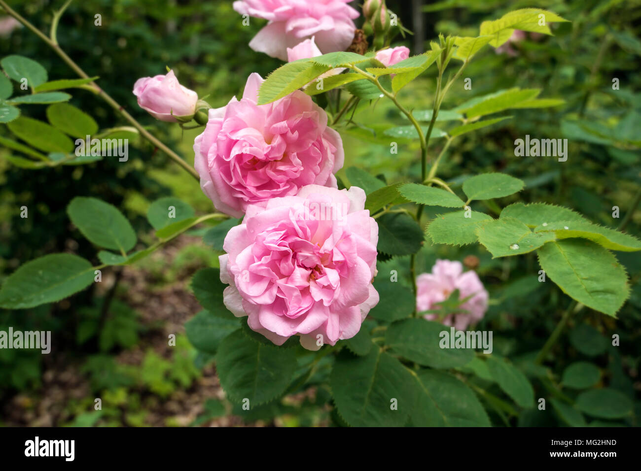 Very big rose hi-res stock photography and images - Alamy