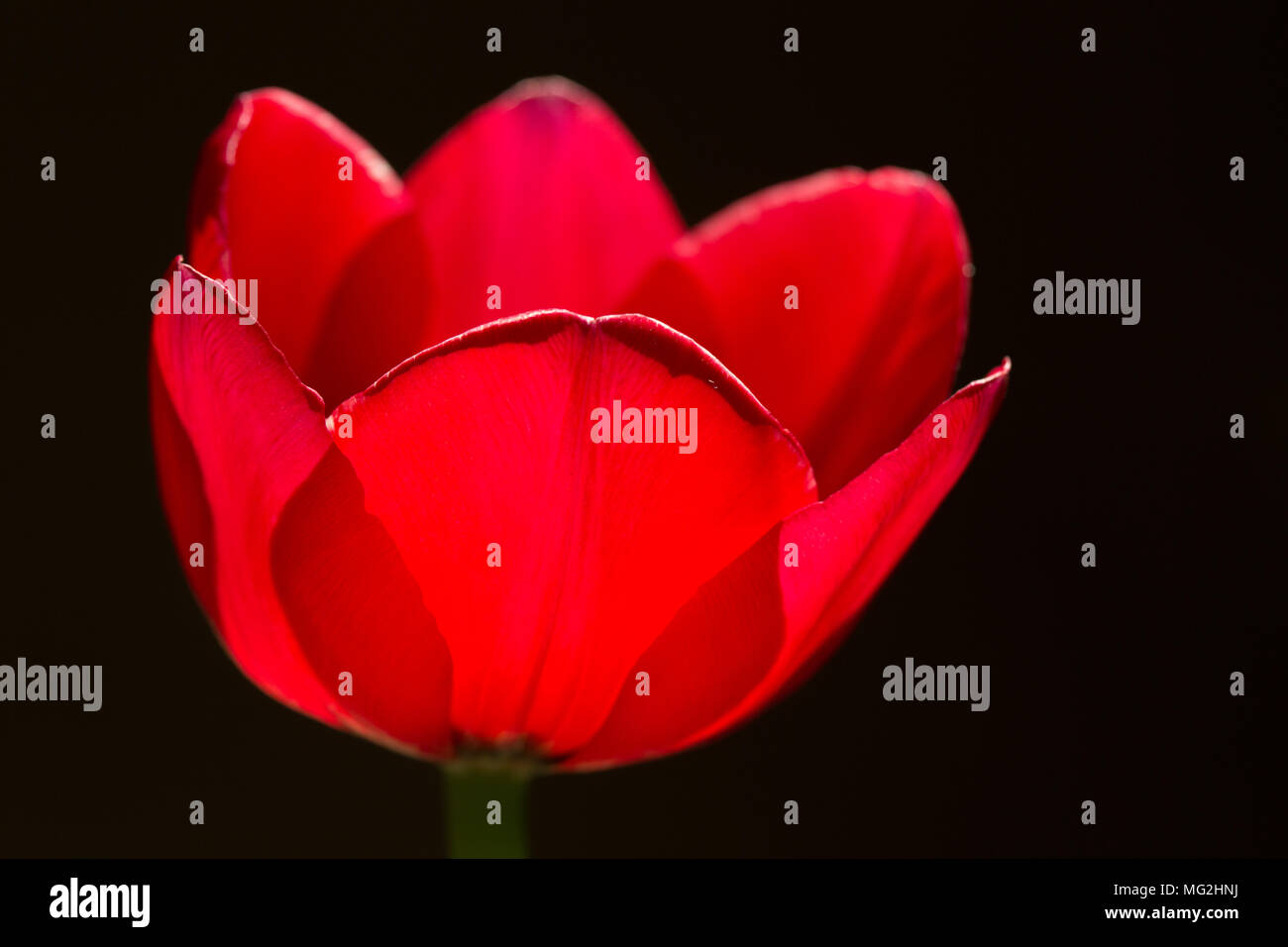 Tulip red power hi-res stock photography and images - Alamy