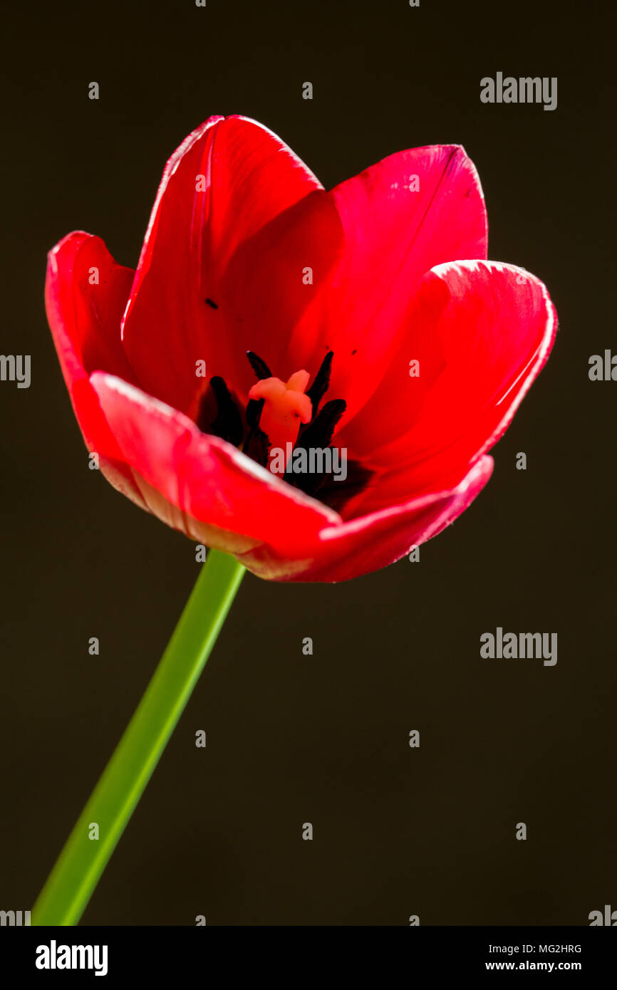 Tulip red power hi-res stock photography and images - Alamy