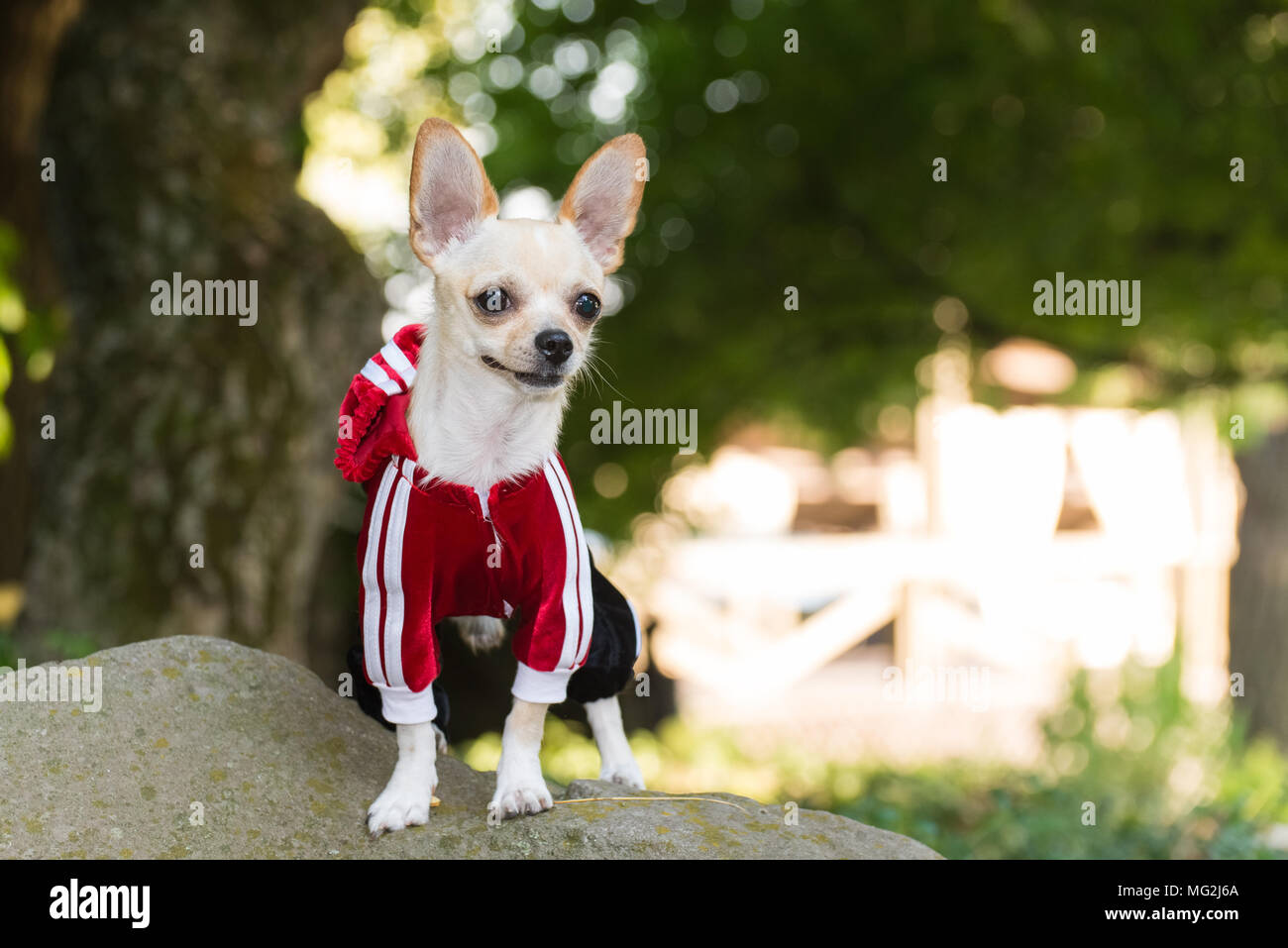 Little dog in clothes Stock Photo - Alamy