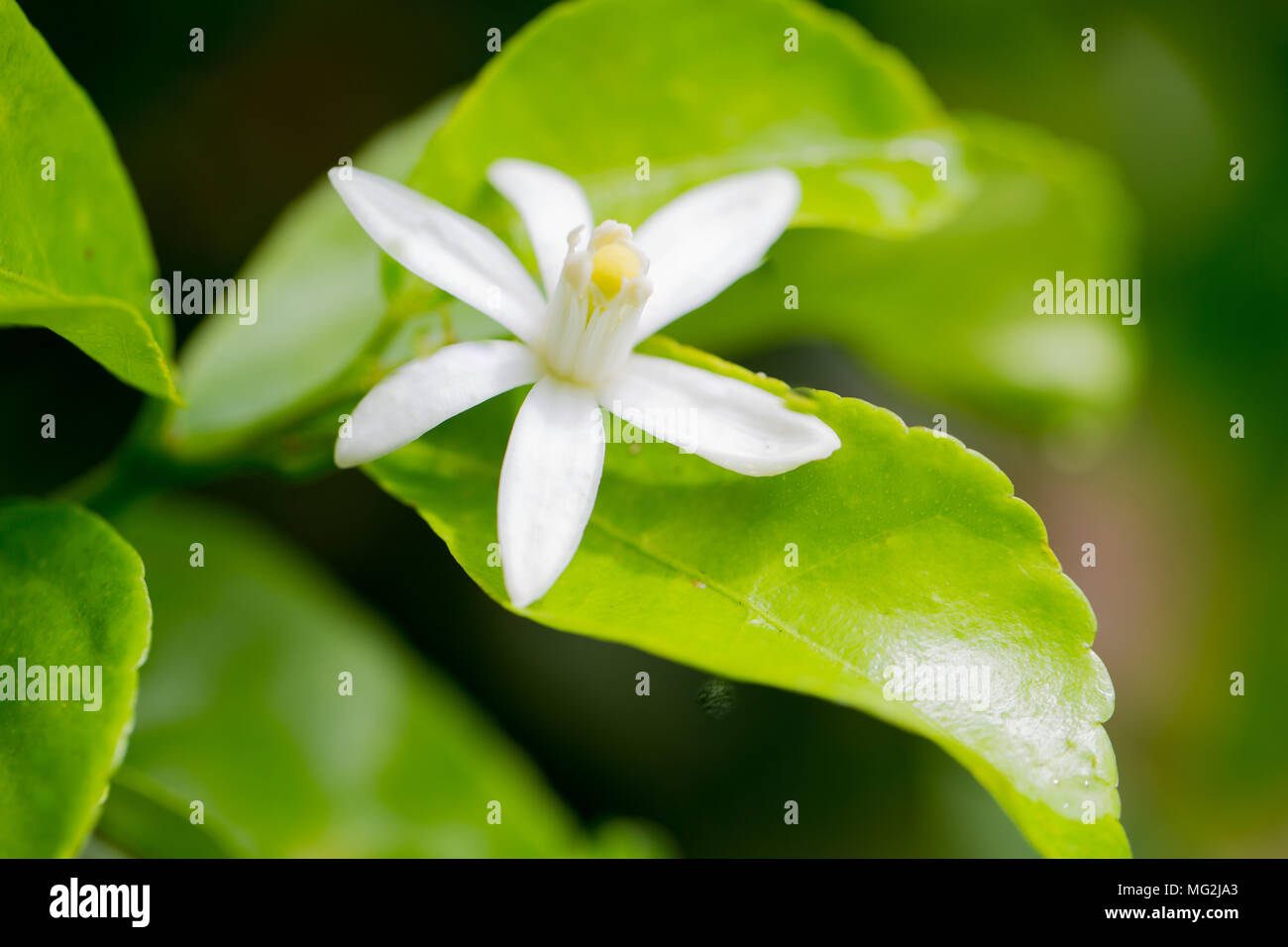 Citrus blossom hi-res stock photography and images - Alamy