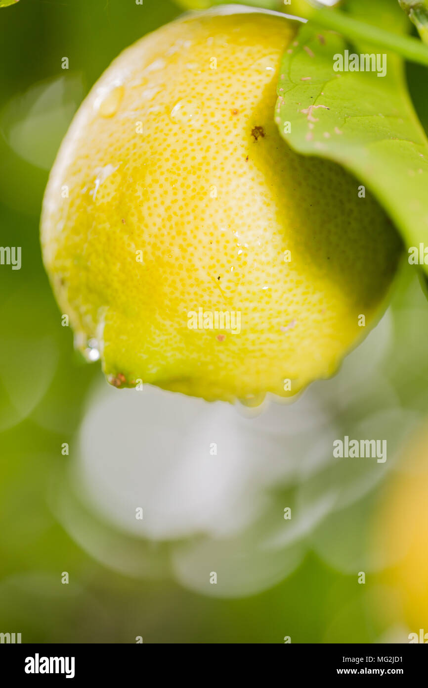 Lemon fruit tree hi-res stock photography and images - Alamy
