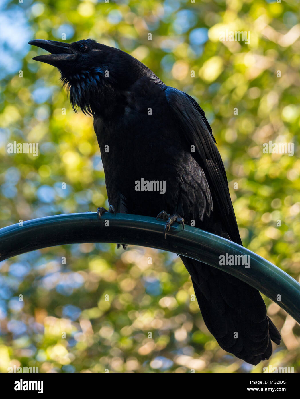 Crows Feet Stock Photos & Crows Feet Stock Images - Alamy