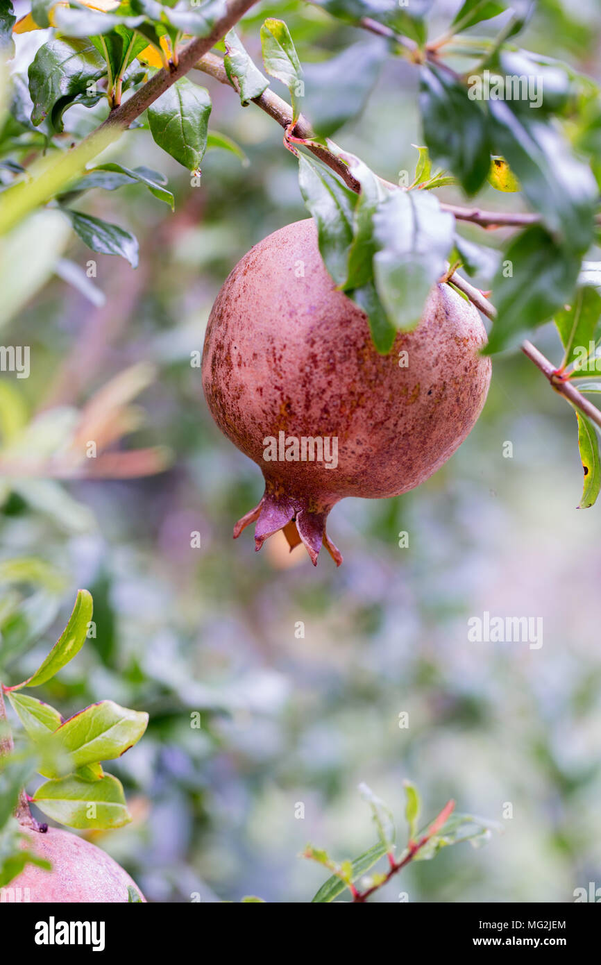 Pomegranate on Tree Stock Photo - Alamy