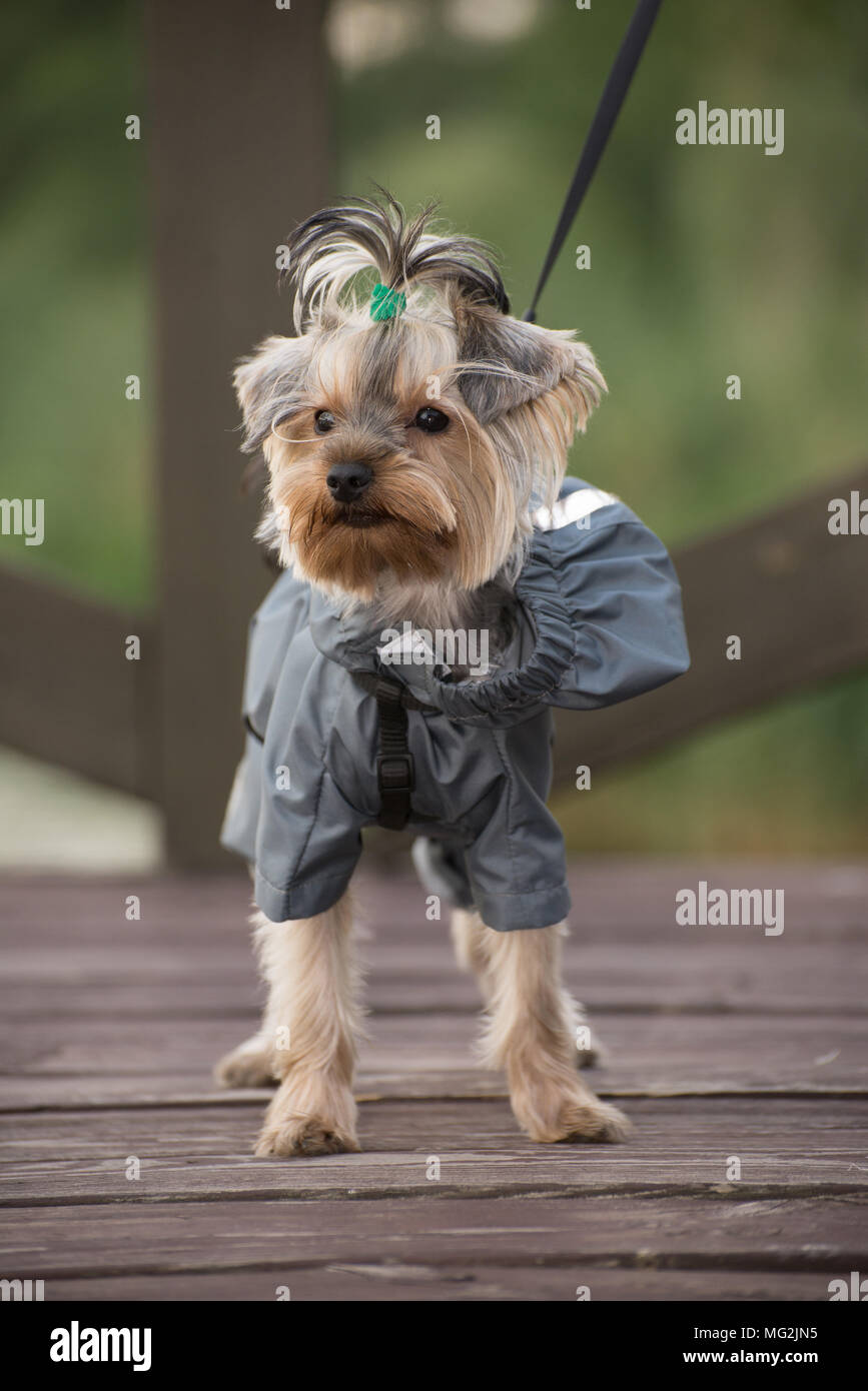 Little dog in clothes for a walk Stock Photo - Alamy