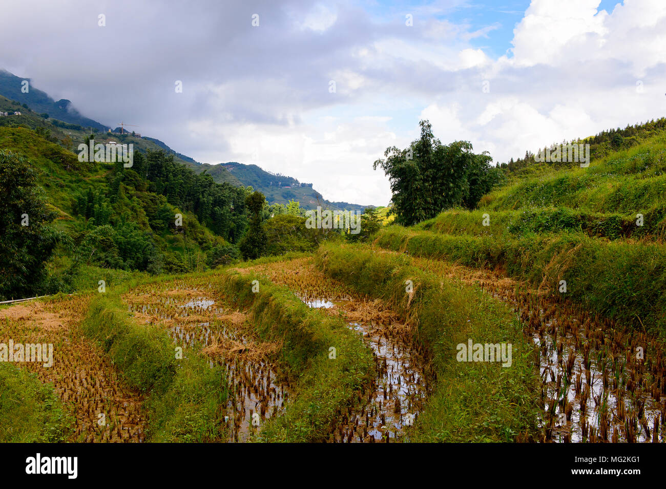 Rice terrace on a mountain hill in Vietnam Stock Photo - Alamy
