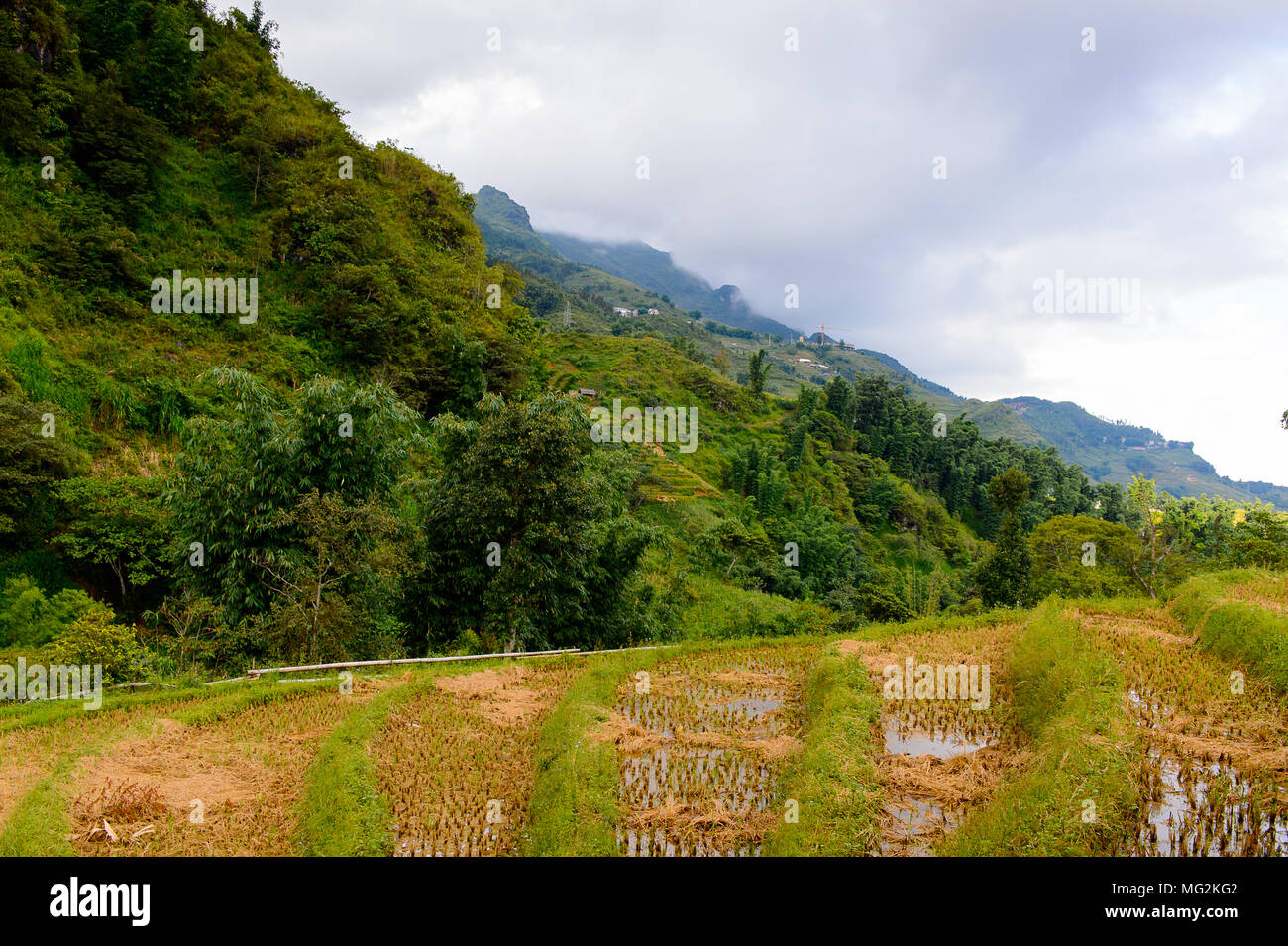 Rice terrace on a mountain hill in Vietnam Stock Photo - Alamy