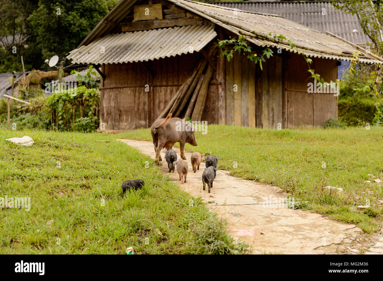 Pigs in a village Stock Photo - Alamy