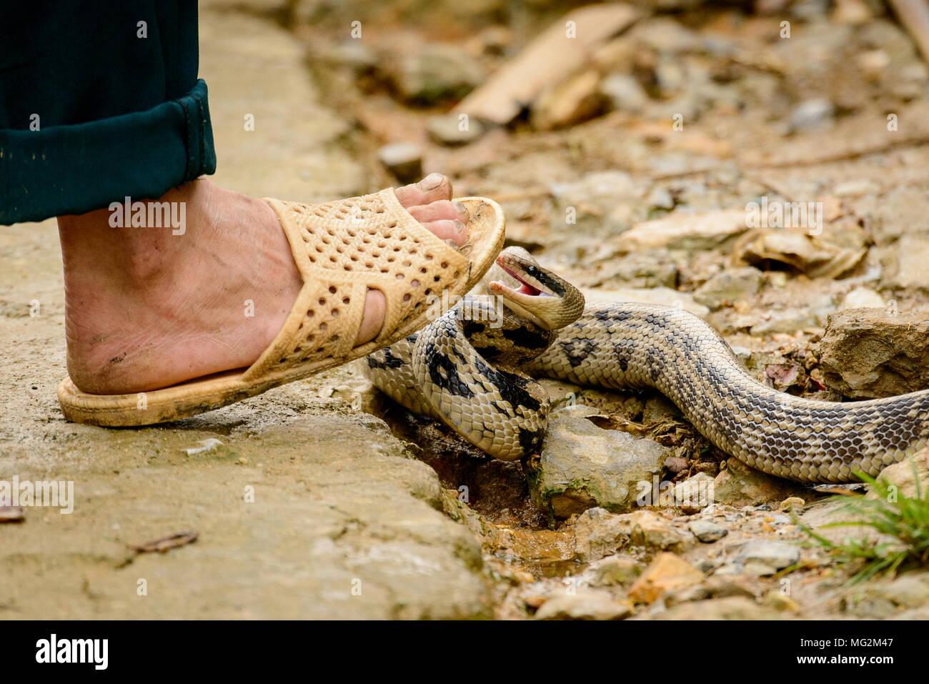 Snake Bite And People Stock Photos & Snake Bite And People Stock Images ...