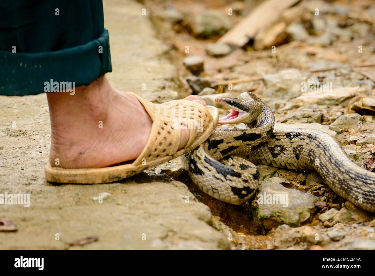 Snake Bite And People Stock Photos & Snake Bite And People Stock Images ...
