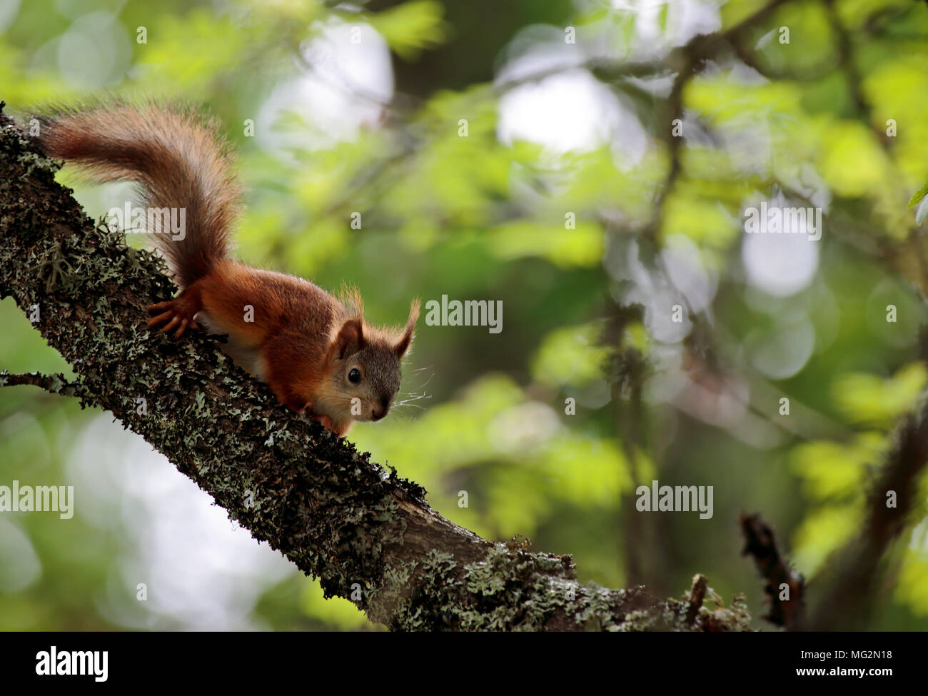 Can Baby Squirrels Climb Trees