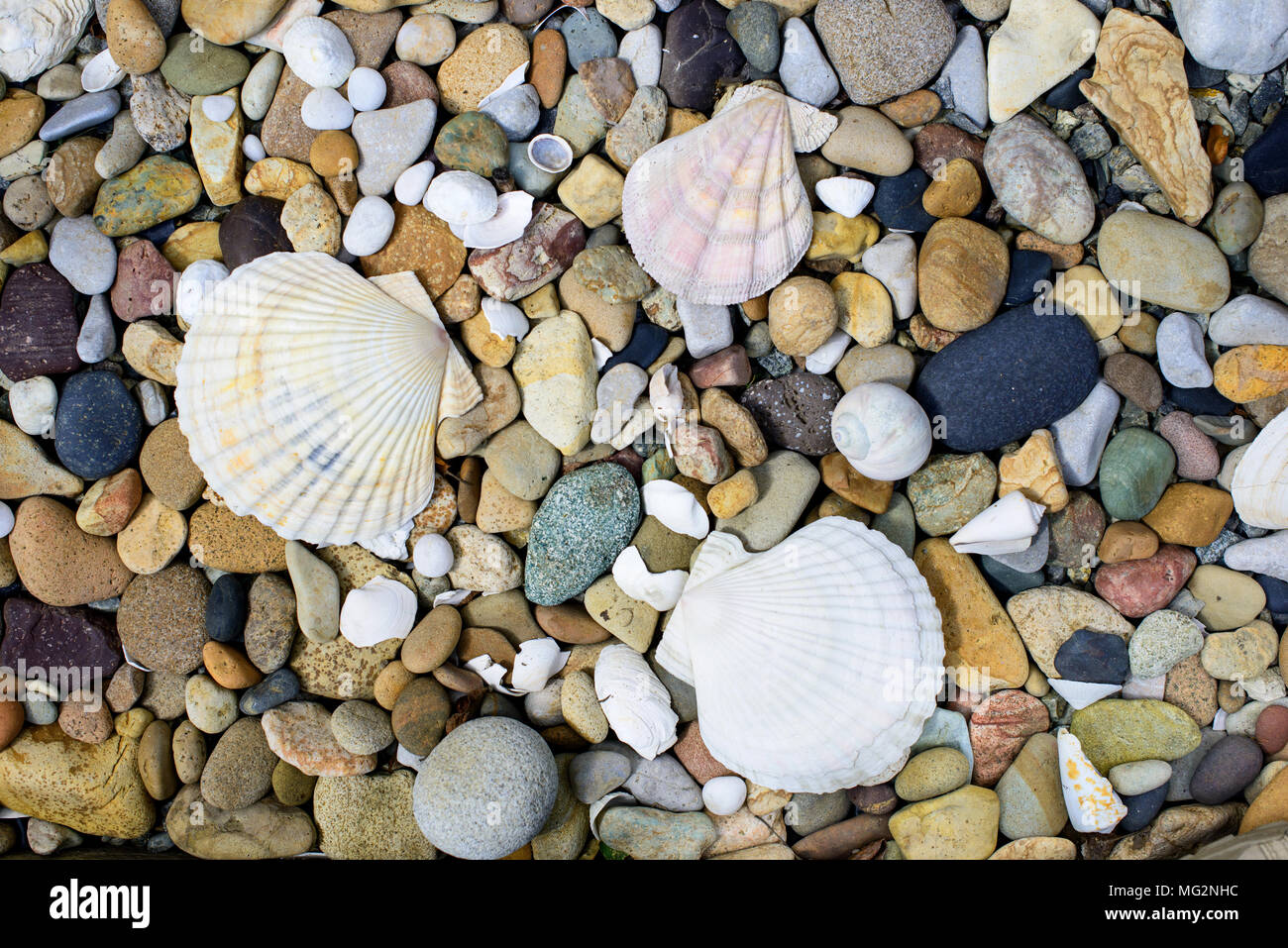 Round sea stones and sea shells textured background Stock Photo - Alamy